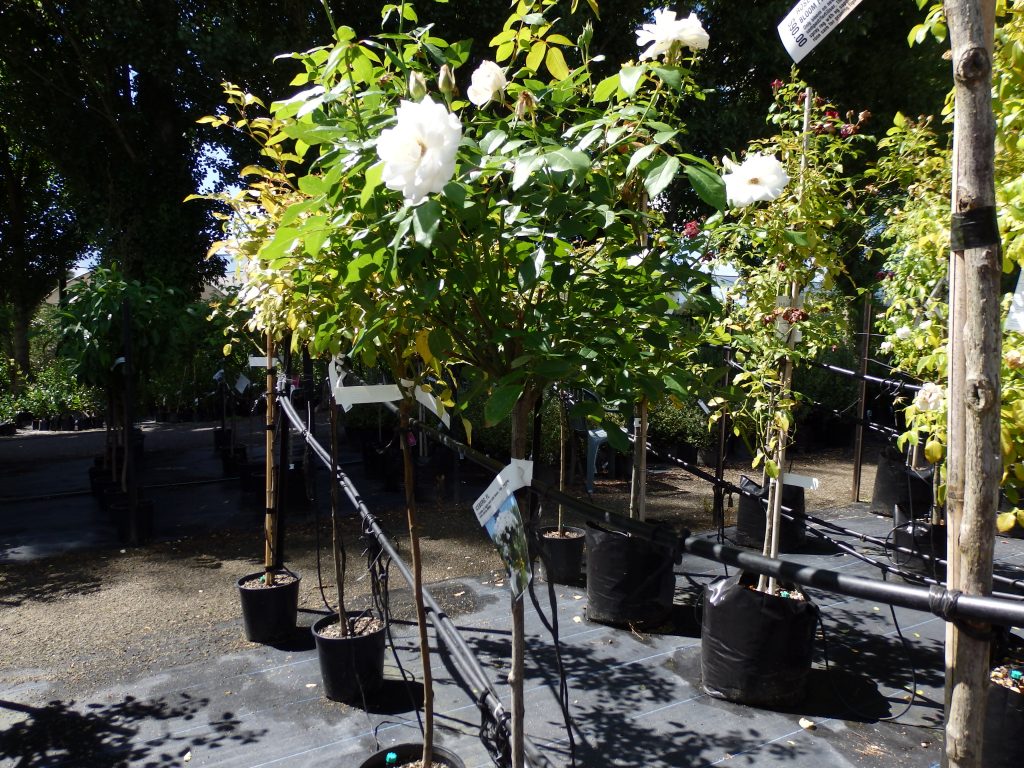 ICEBERG STANDARD ROSES - The Plant Place