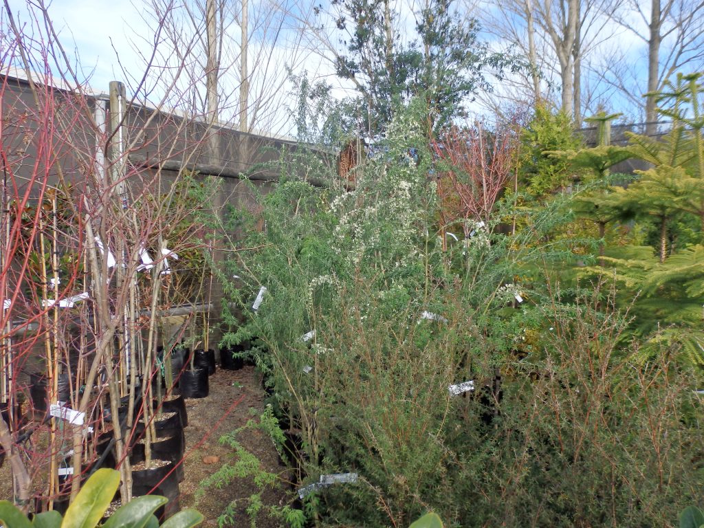 TAGASASTE TREE LUCERNE WOOD PIGEON FOOD - The PlantPlace