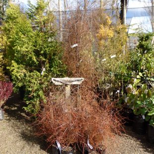 TAGASASTE TREE LUCERNE - The Plant Place