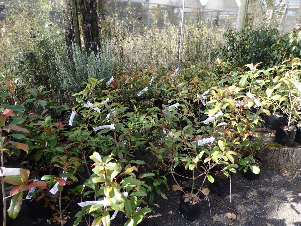 PHOTINIA RED ROBIN HEDGING - The Plant Place