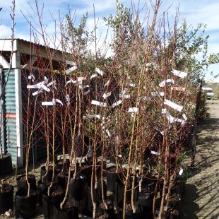 TAGASASTE TREE LUCERNE - The Plant Place