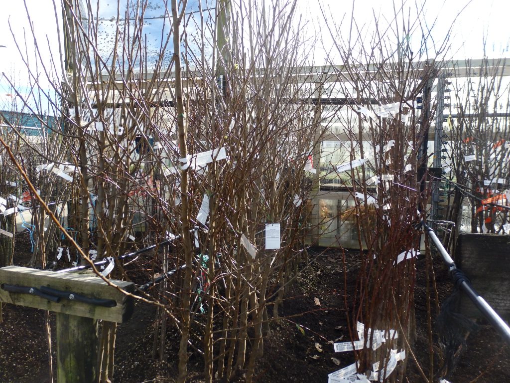 PLUM LUISA - The Plant Place