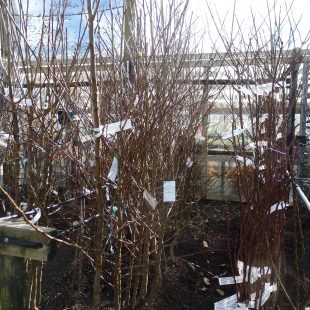 TAGASASTE TREE LUCERNE - The Plant Place