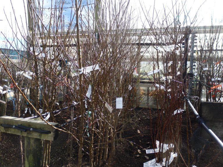 PLUM LUISA - The Plant Place