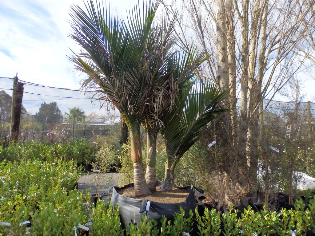 RHOPALOSTYLIS SAPIDA NIKAU - The Plant Place