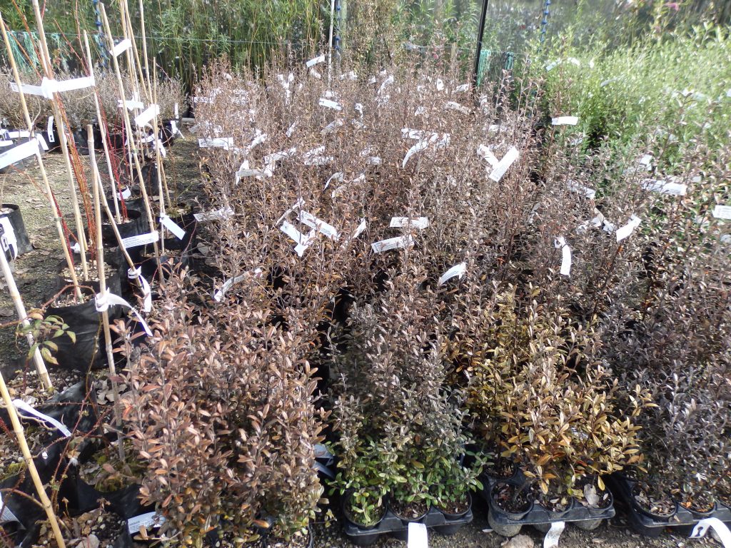 FROSTED CHOCOLATE COROKIA HEDGING - The Plant Place