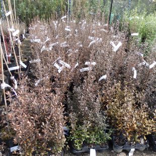 GEENTYS GREEN COROKIA HEDGING - The Plant Place