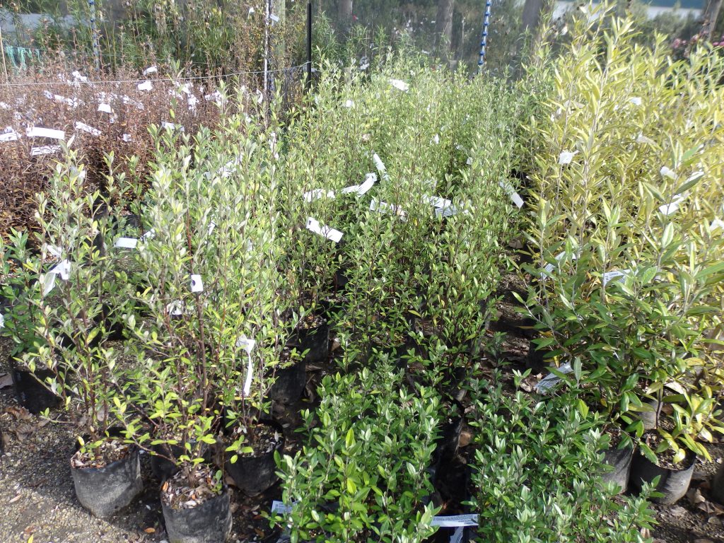 GEENTYS GREEN COROKIA HEDGING - The PlantPlace