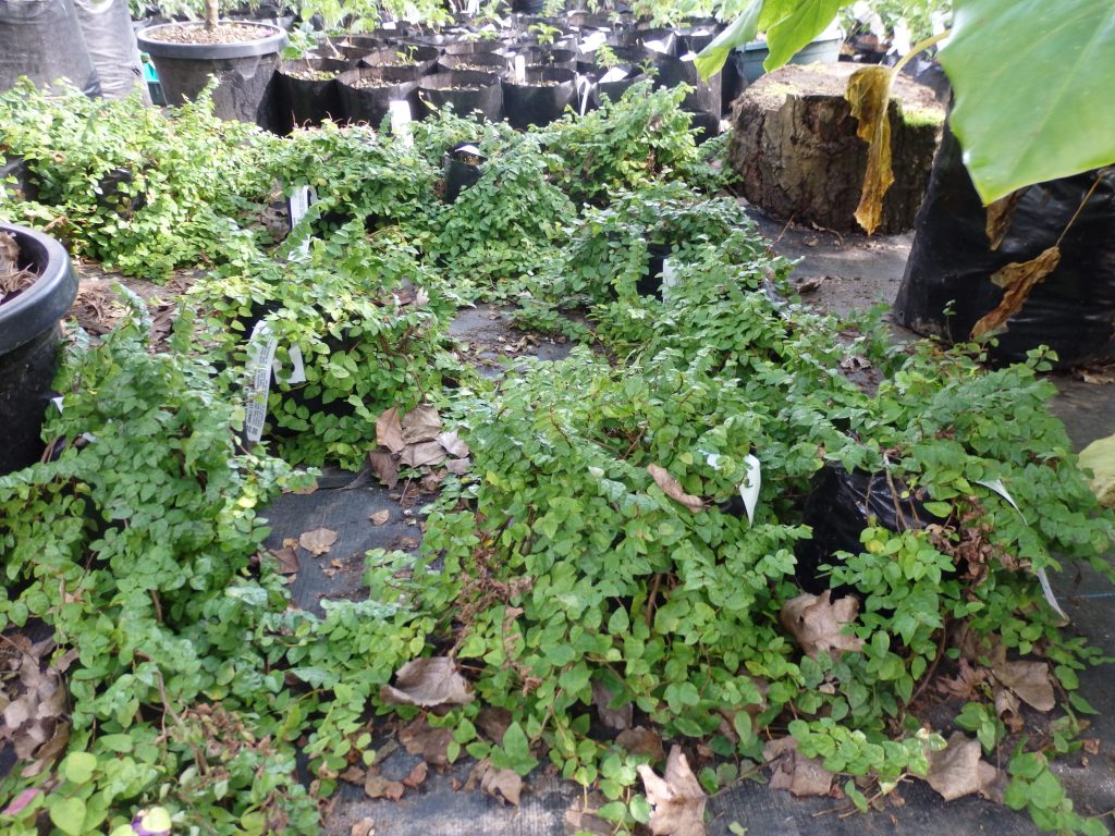 FICUS PUMILA MINIMA CREEPING FIG - The PlantPlace