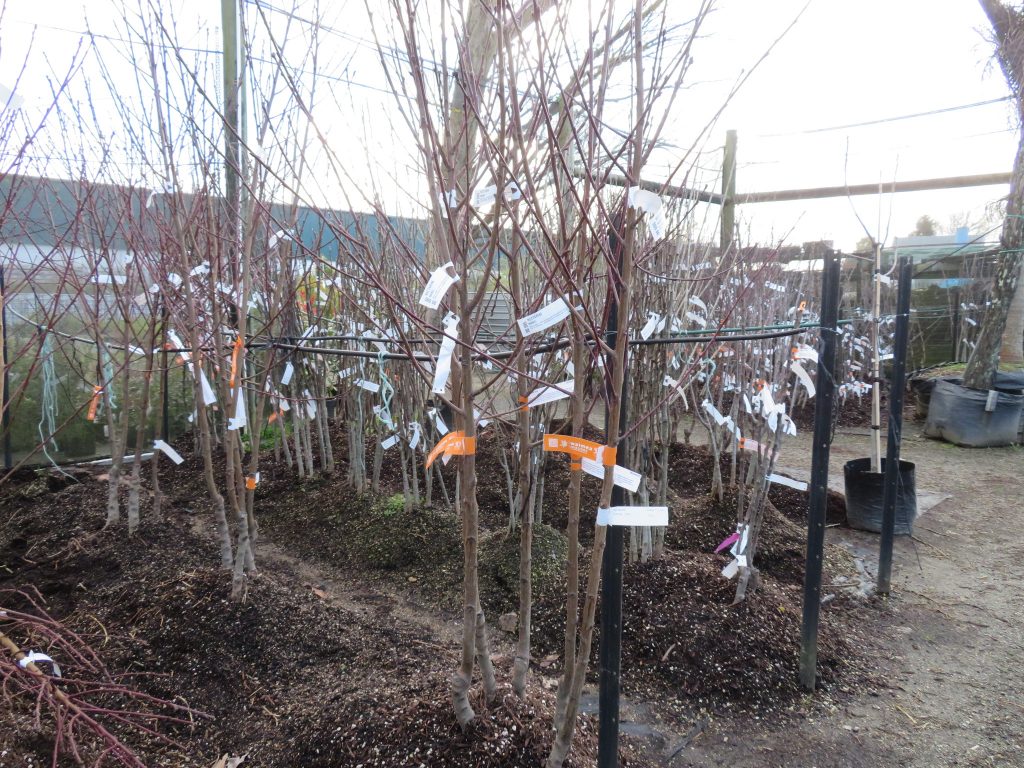 NECTARINE MABEL - The Plant Place