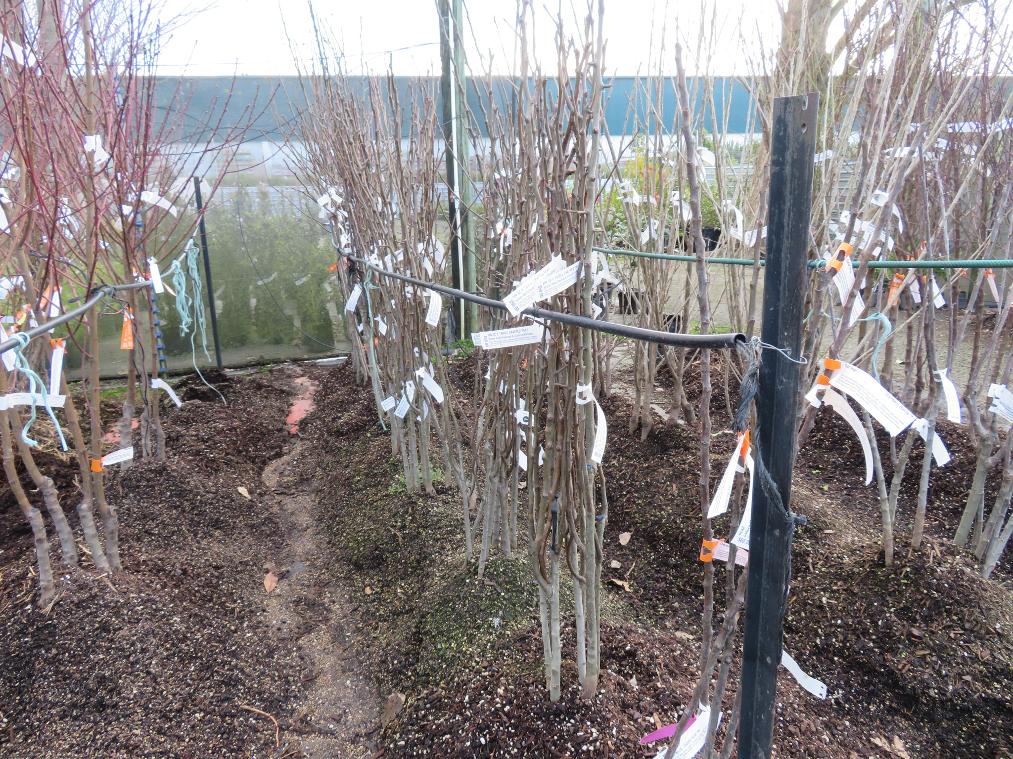 NECTARINE MABEL - The Plant Place