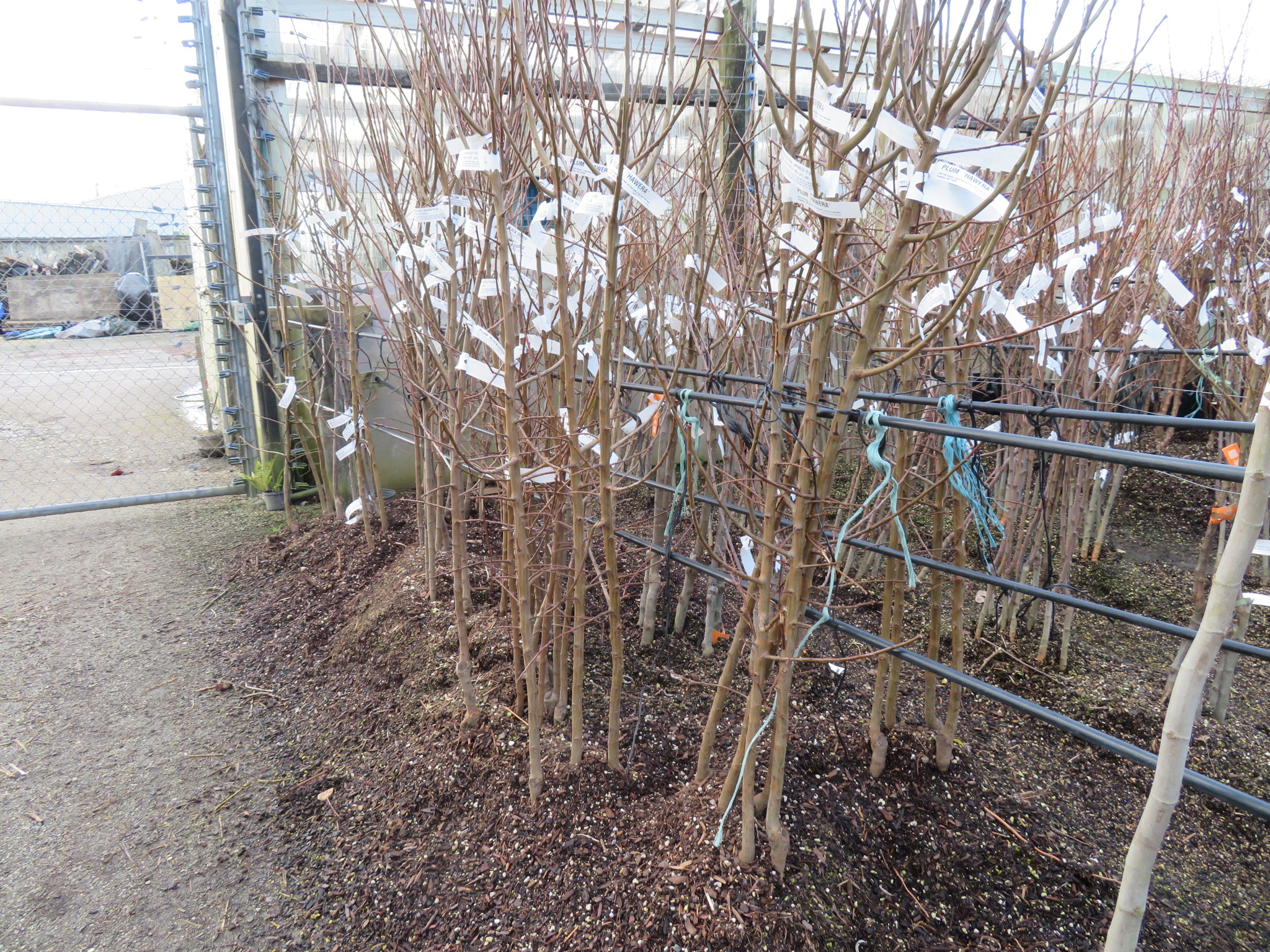 NECTARINE MABEL - The Plant Place