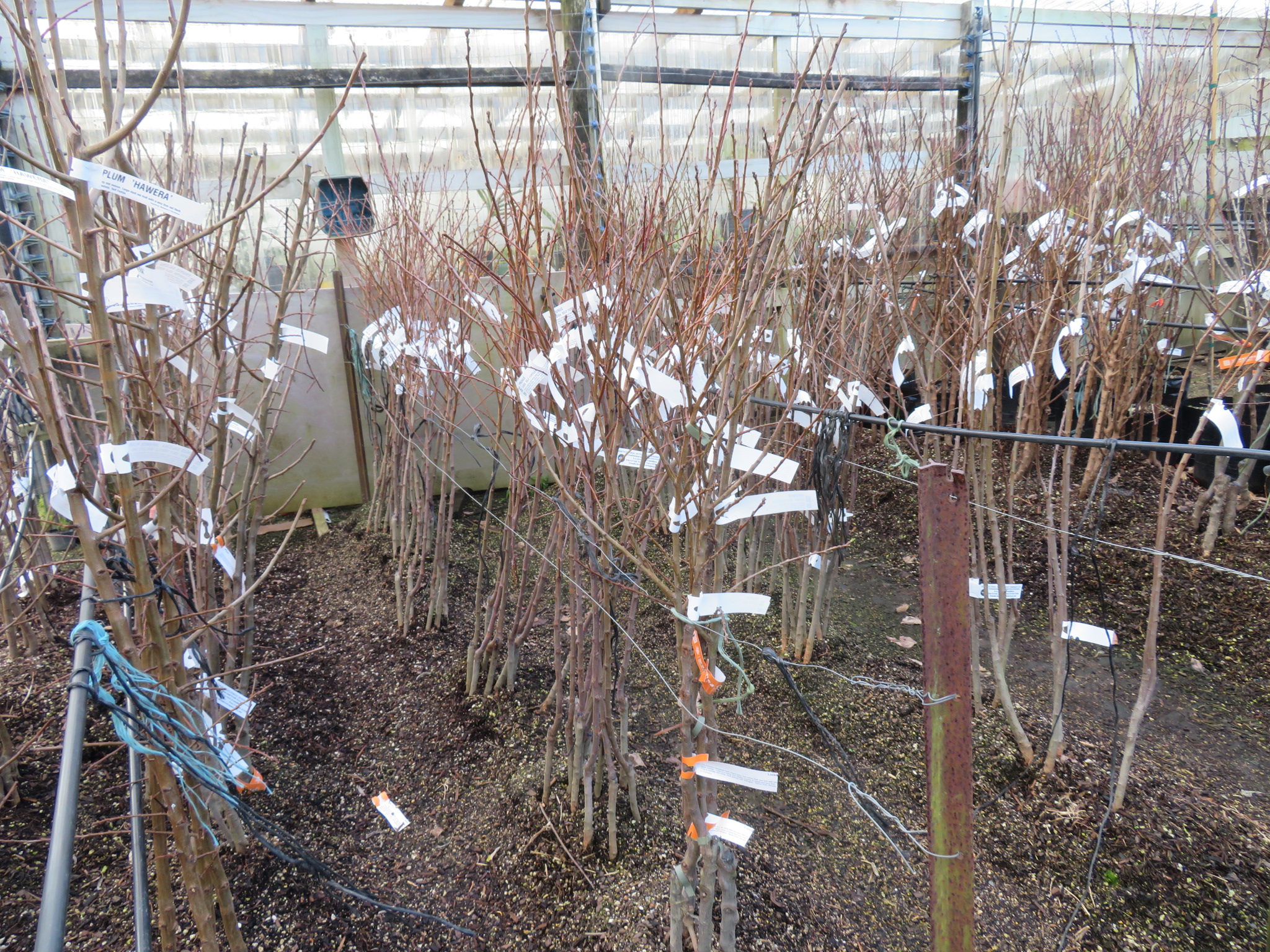 NECTARINE MABEL - The Plant Place