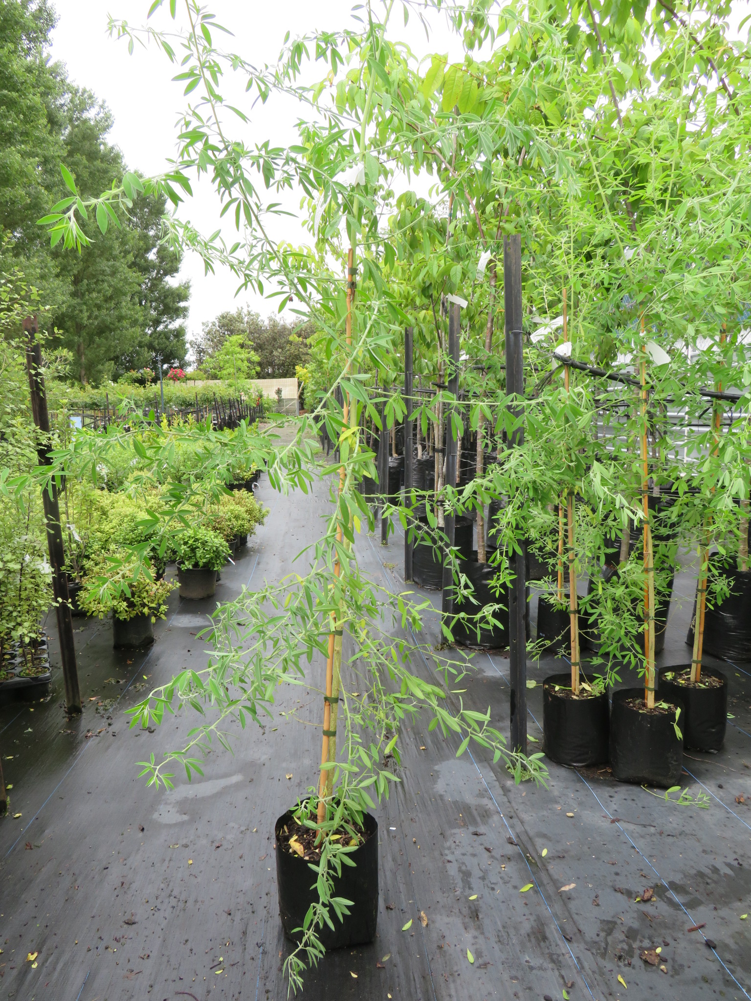 TAGASASTE TREE LUCERNE - The Plant Place