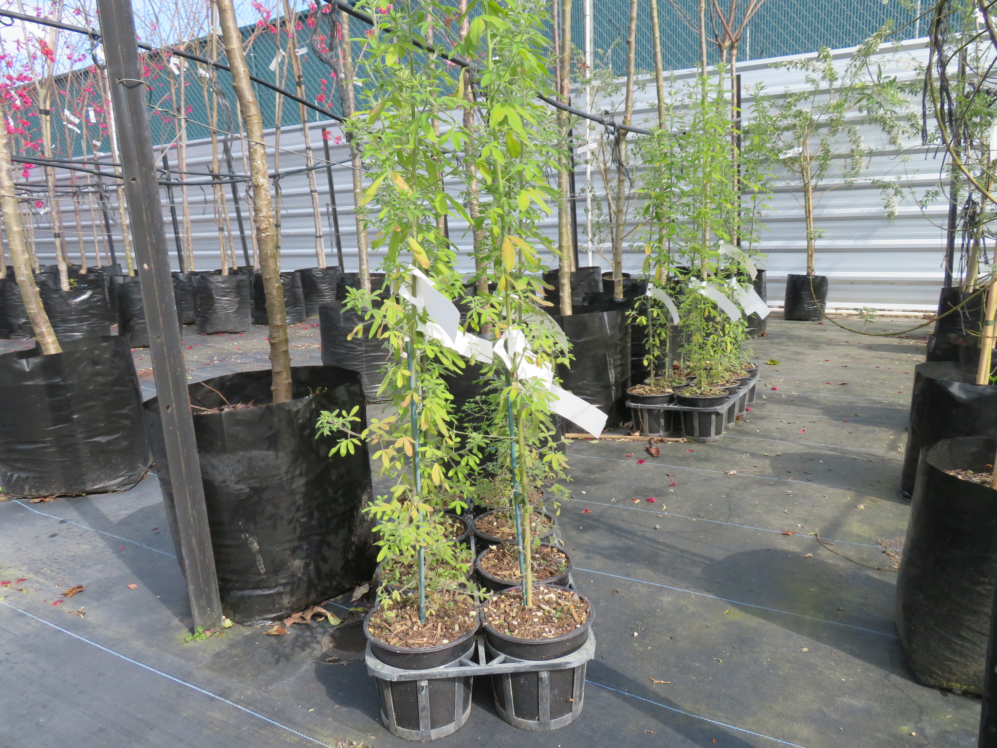 TAGASASTE TREE LUCERNE - The Plant Place