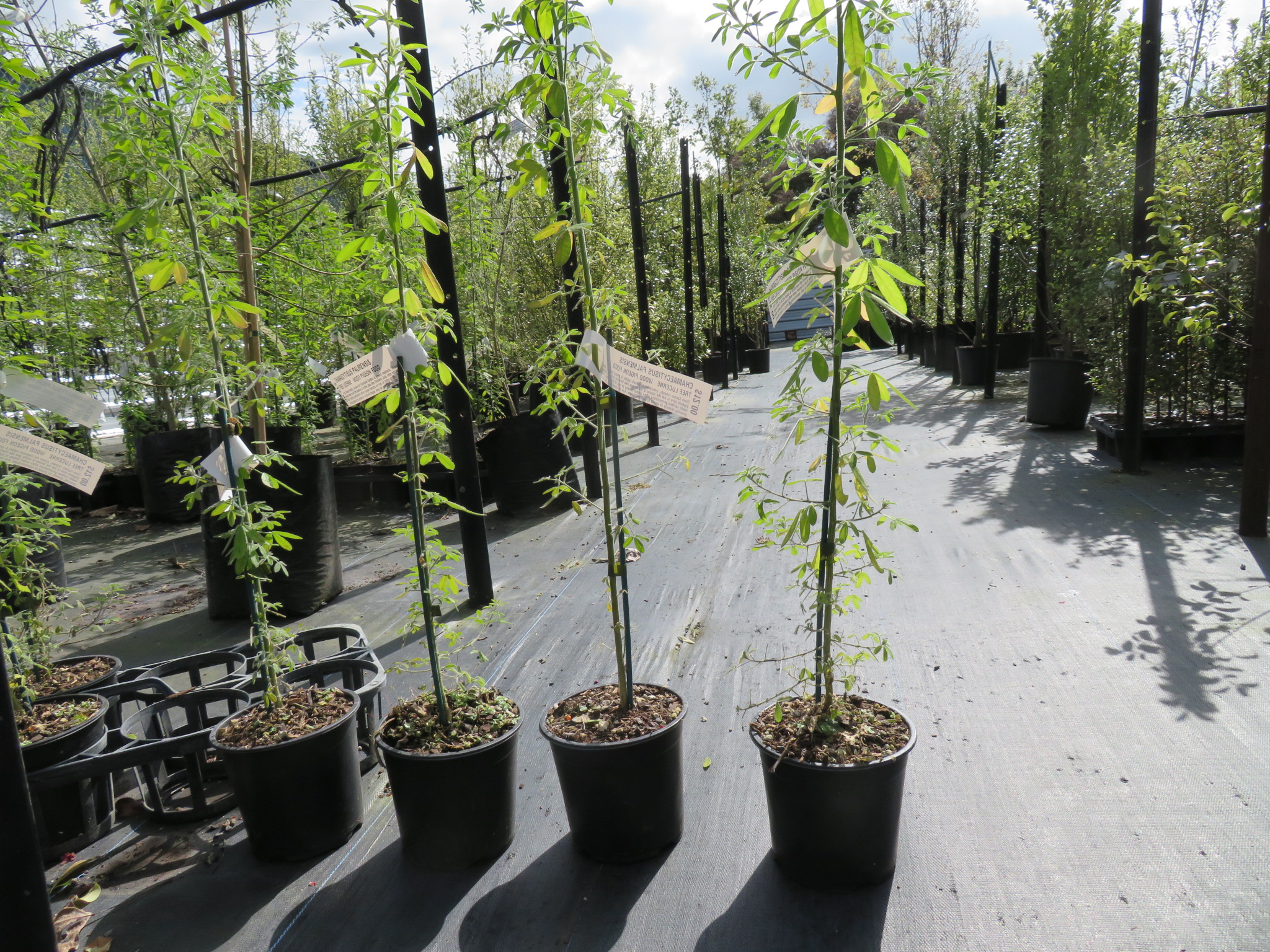 TAGASASTE TREE LUCERNE - The Plant Place