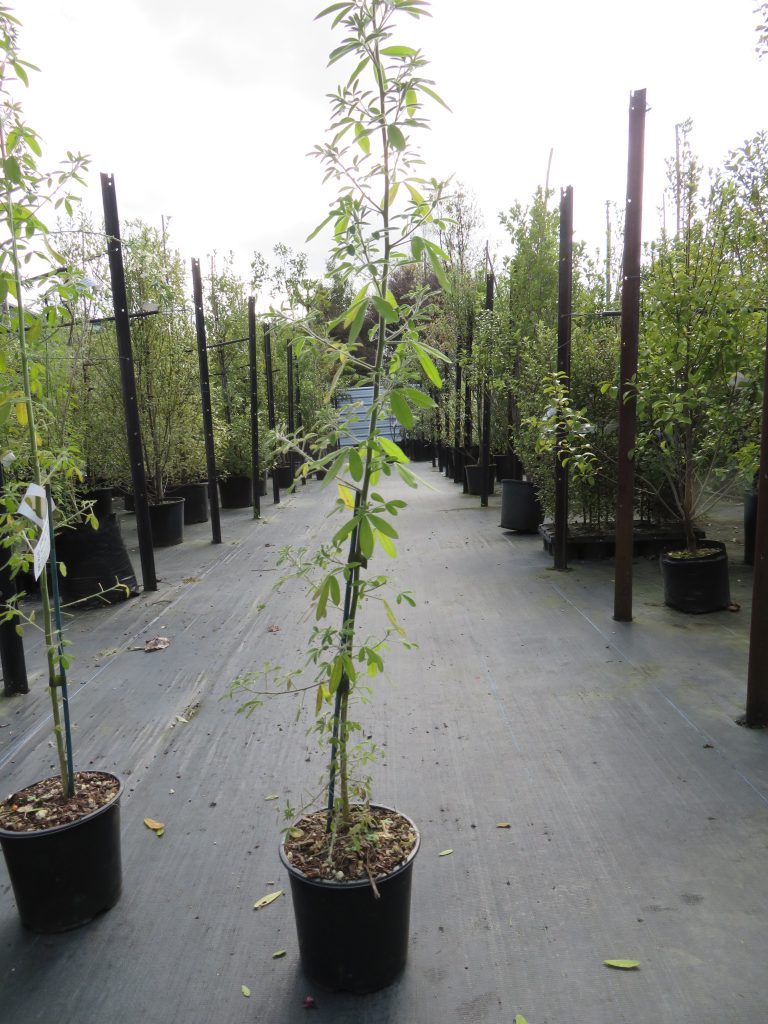 TAGASASTE TREE LUCERNE WOOD PIGEON FOOD - The Plant Place