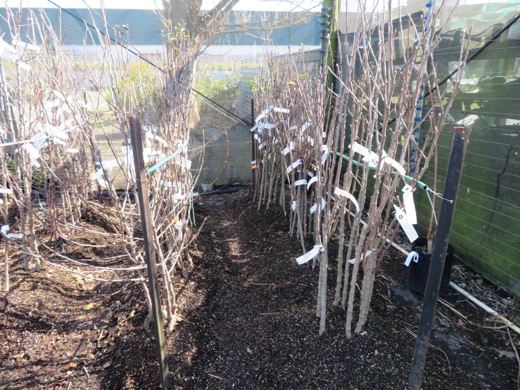 TRIPLE GRAFTED APPLE FRUIT TREES - The Plant Place