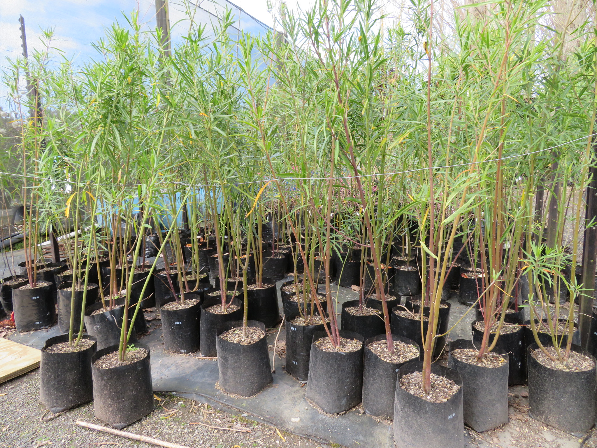 Swan Plants - The Plant Place