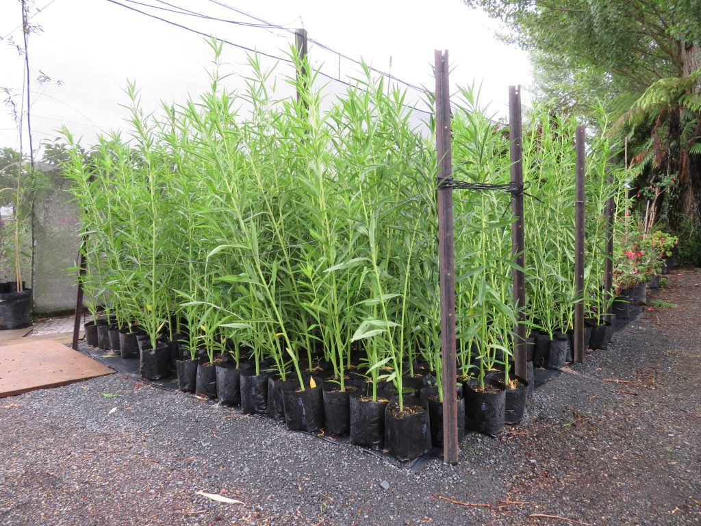 Swan Plants - The Plant Place