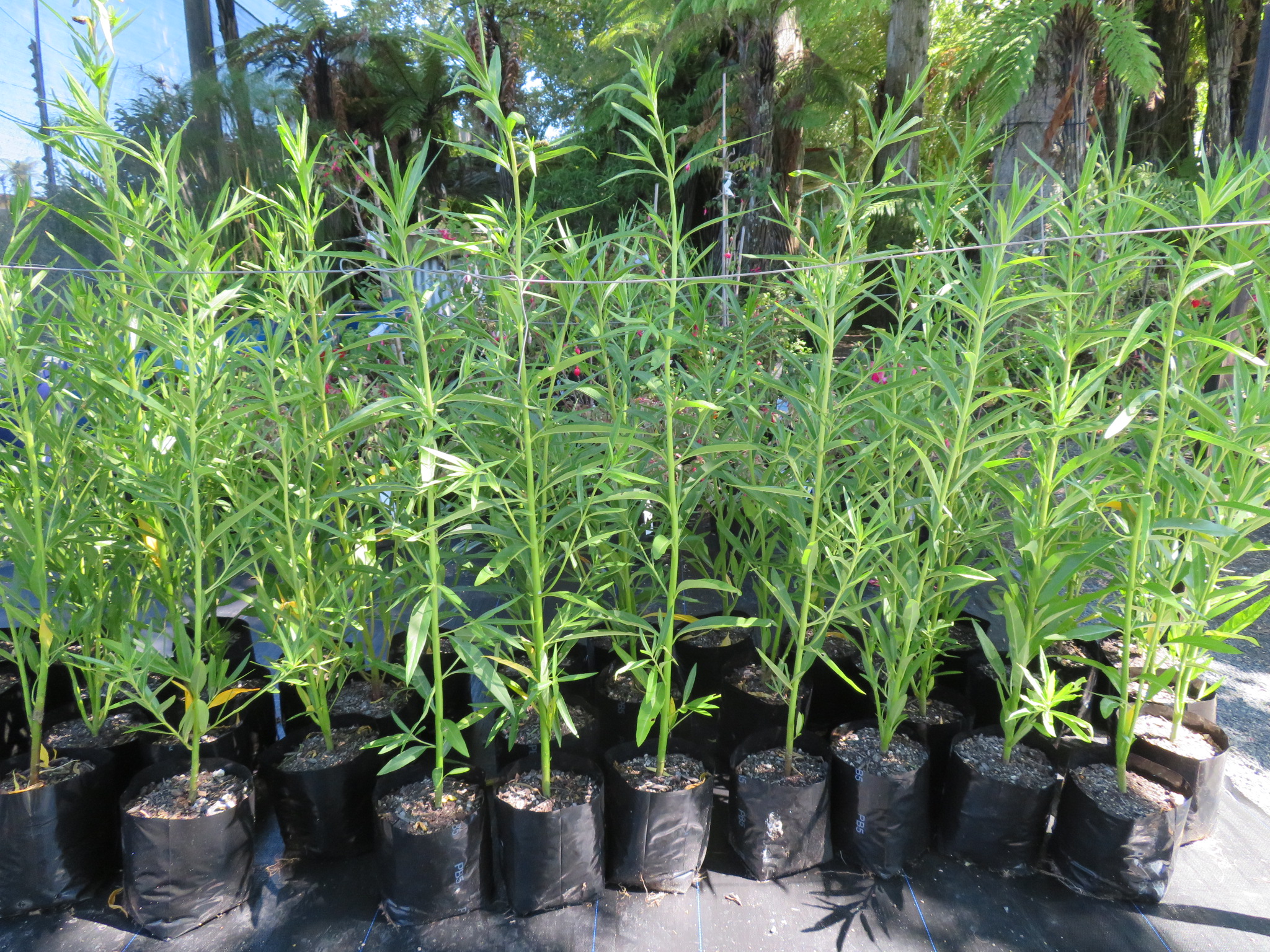 Swan Plants - The Plant Place