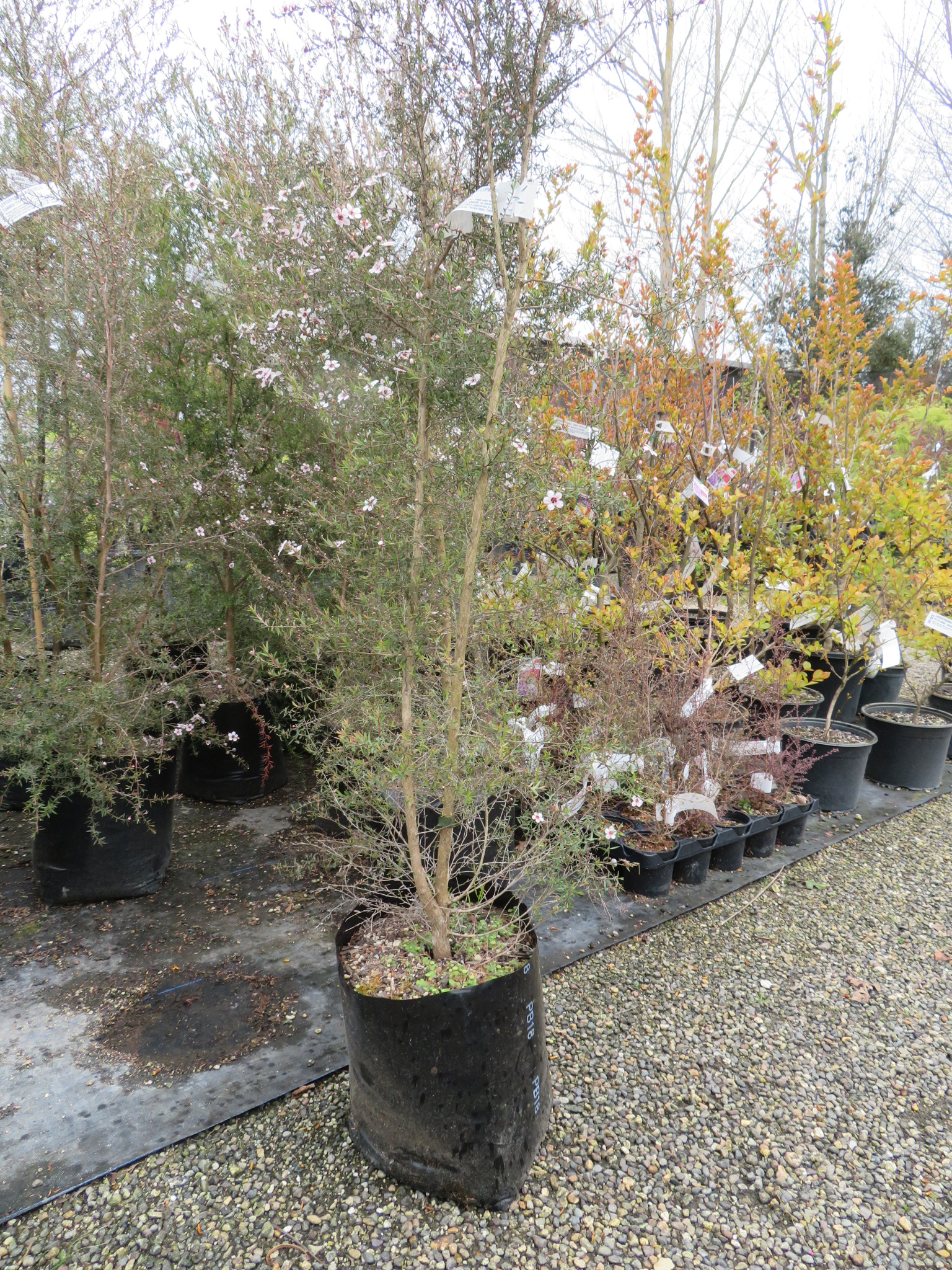 Leptospermum - Tea Trees - The Plant Place